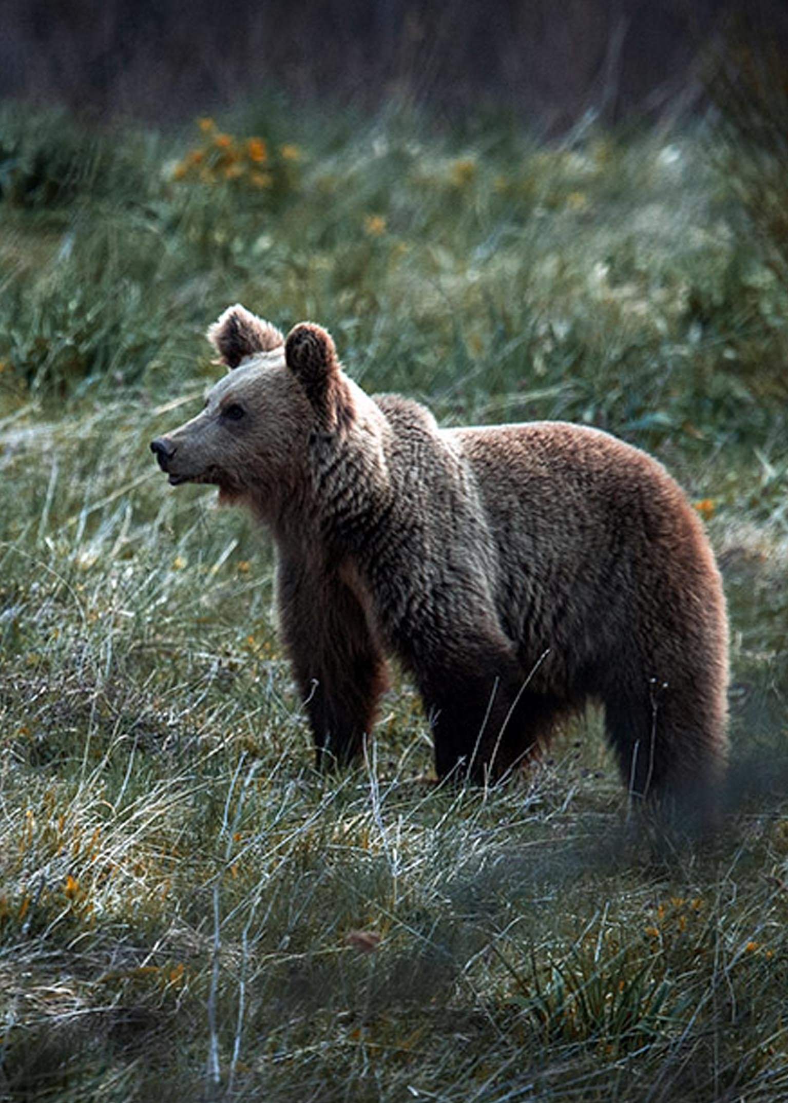 L'ours au printemps - North mountain